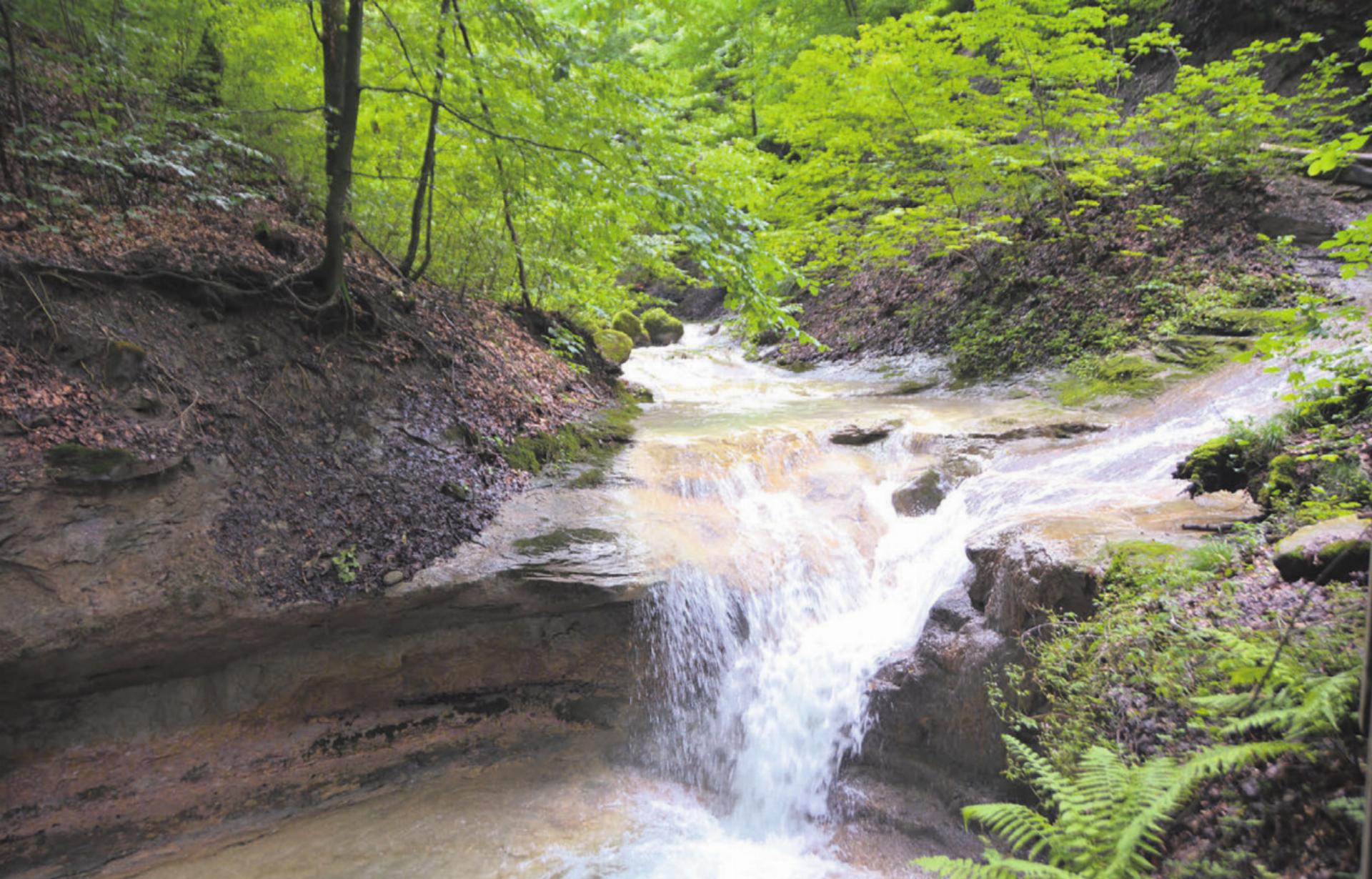 Wild, natürlich, schön: das Söriker Tobel ist besonders bei warmen ...